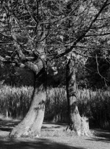 Gallery – Steven Simpkins